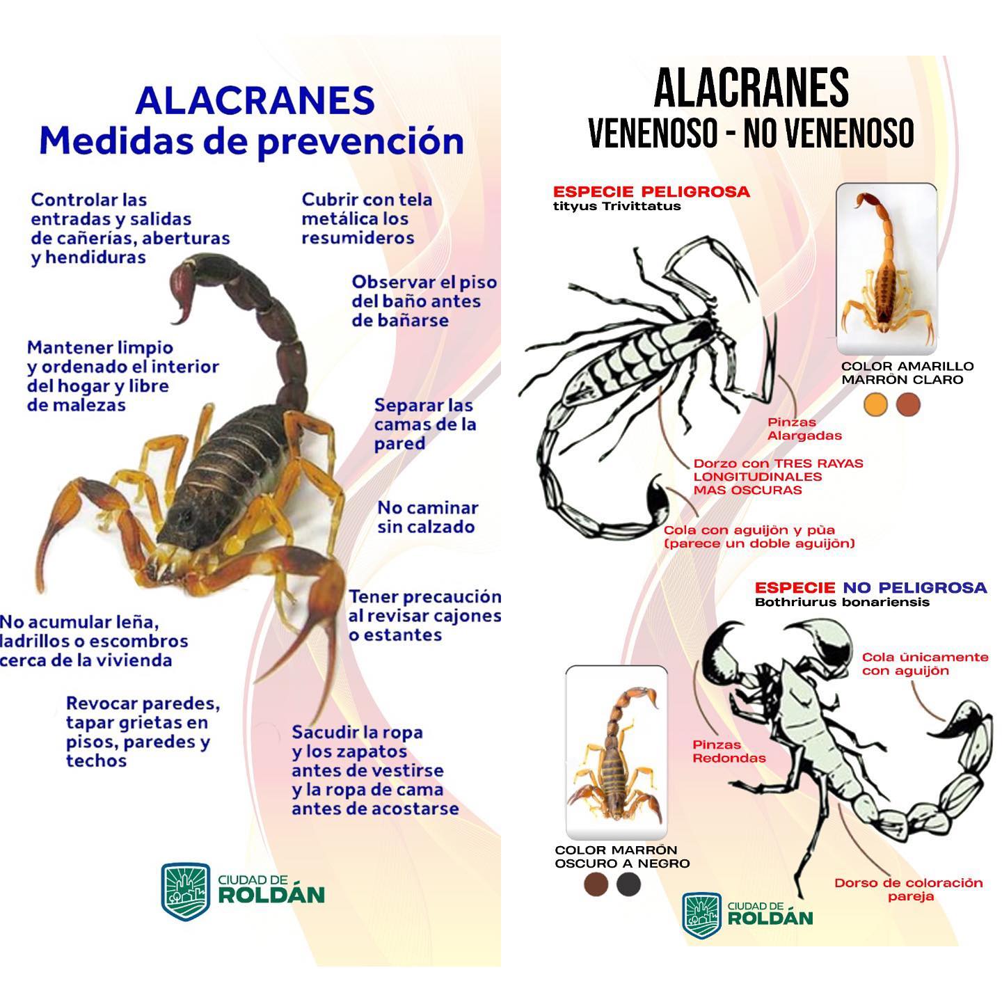 RECOMENDACIONES ANTE LA APARICIÓN DE ALACRANES – Municipalidad de Roldán